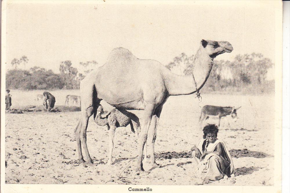 ERITREA, Cammello / Camel / Kamel | Ansichtskarten günstig