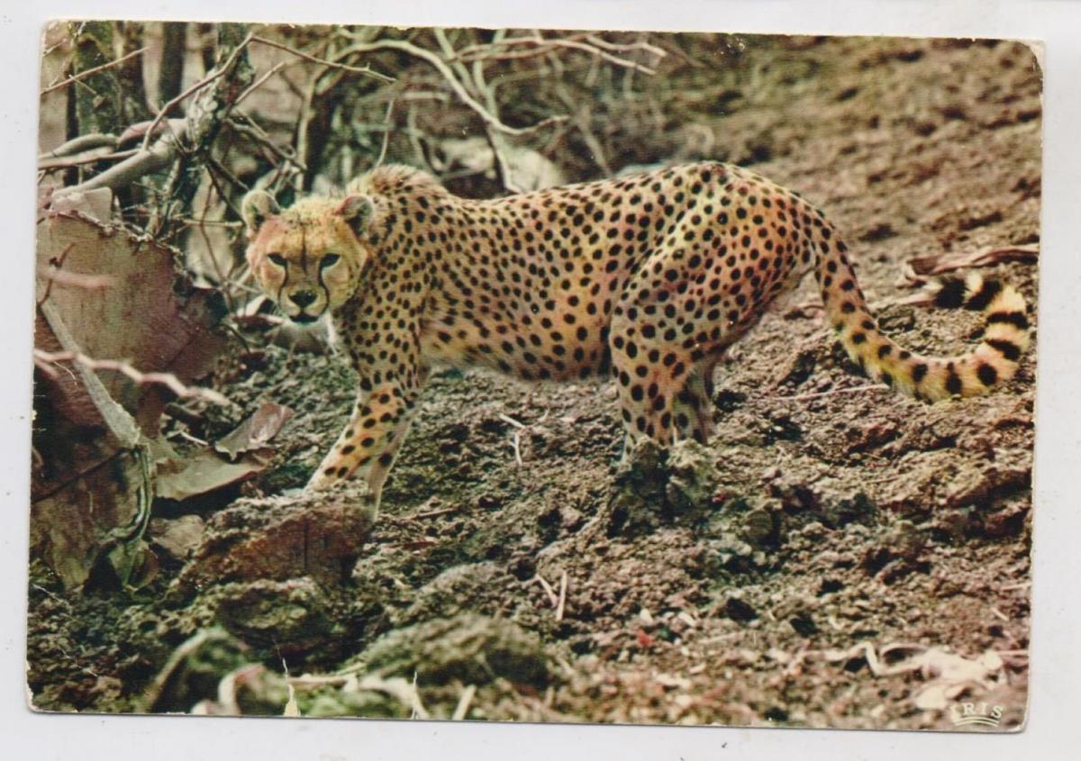 TIERE - GEPARD / Cheetah / Guepard Nr. 1790557951 - oldthing ...