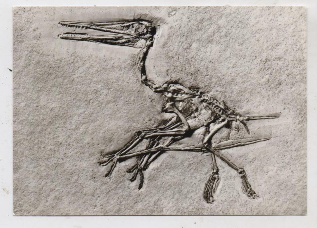 PRÄHISTORISCHE TIERE - Pterodactylus kochi Wagner, Berlin ...