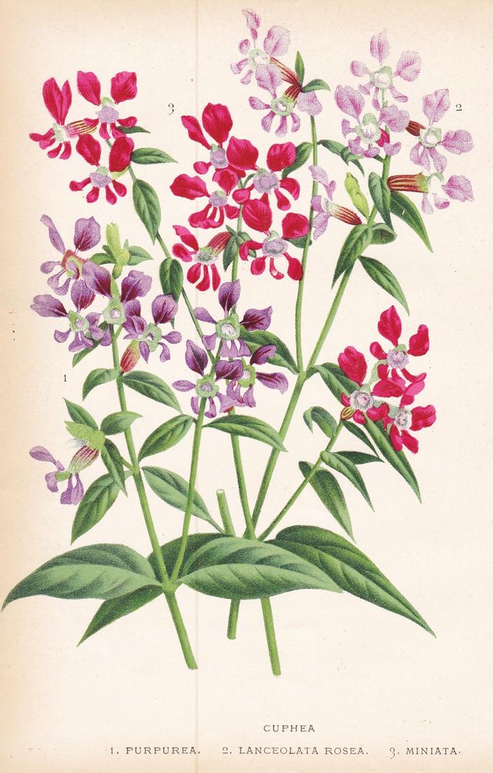 Cuphea 1.Purpurea 2.Lanceolata Rosea 3.Miniata... | oldhting.de