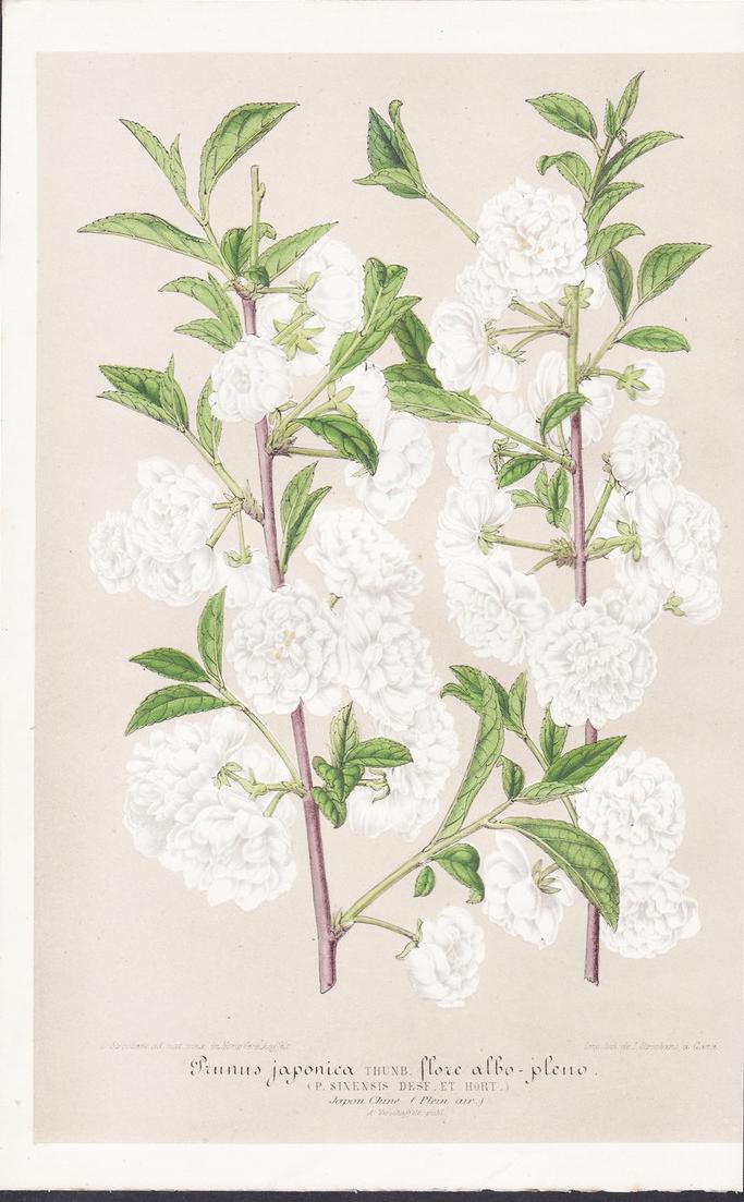 Prunus japonica - Japanese bush cherry japanische Buschkirsche Kirsche ...