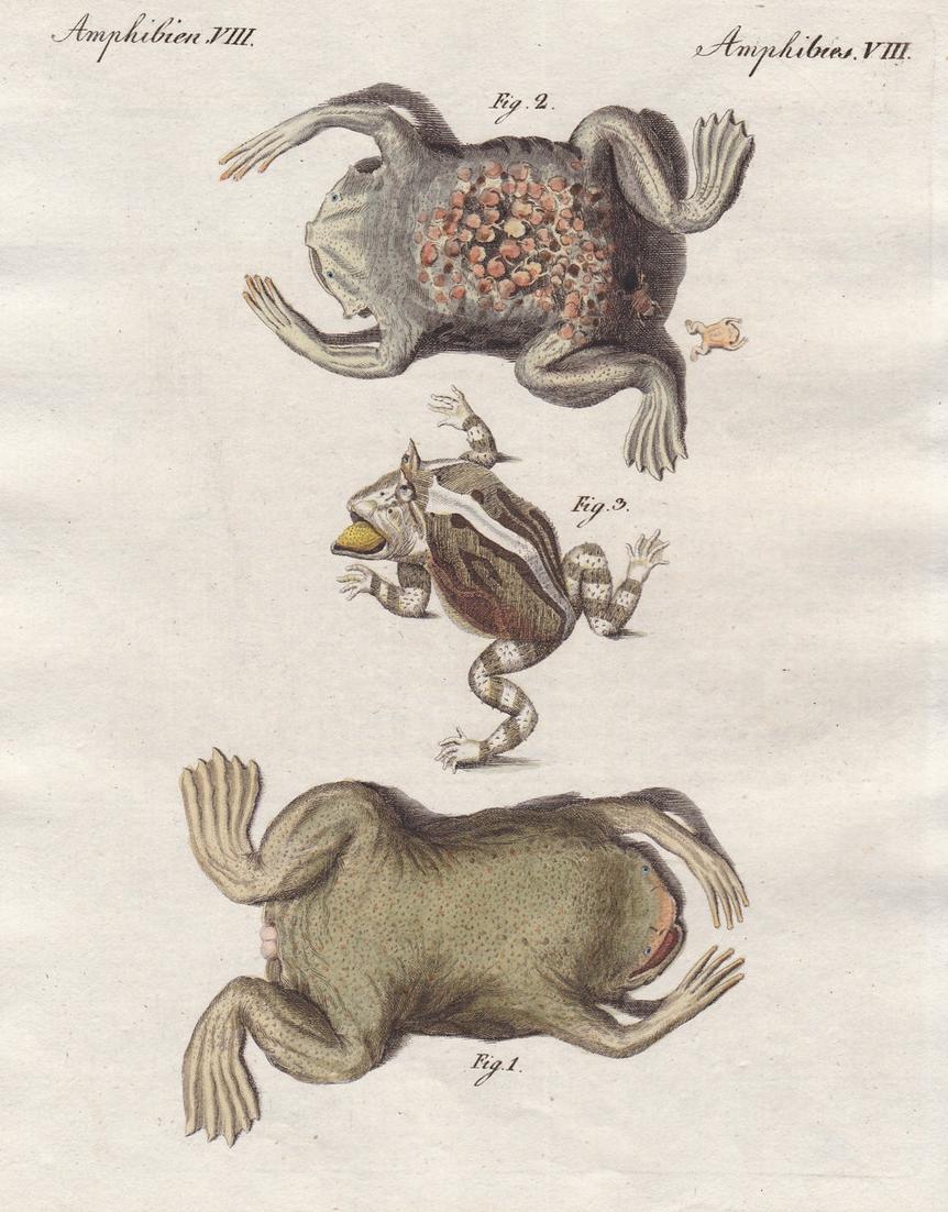 Amphibien VIII - Amerikanische Kröten - Die Pipa - Kröte Kröten toads ...