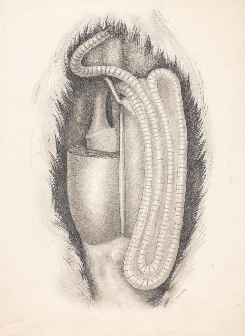 (Innereien und Knochen eines Tieres) - Anatomie anatomy / Tiere animals ...