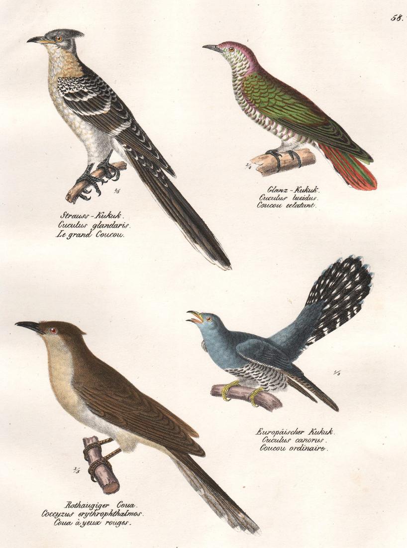 Strauss-Kukuk - Glanz Kukuk - Rothaugiger Coua - Europäischer Kukuk ...