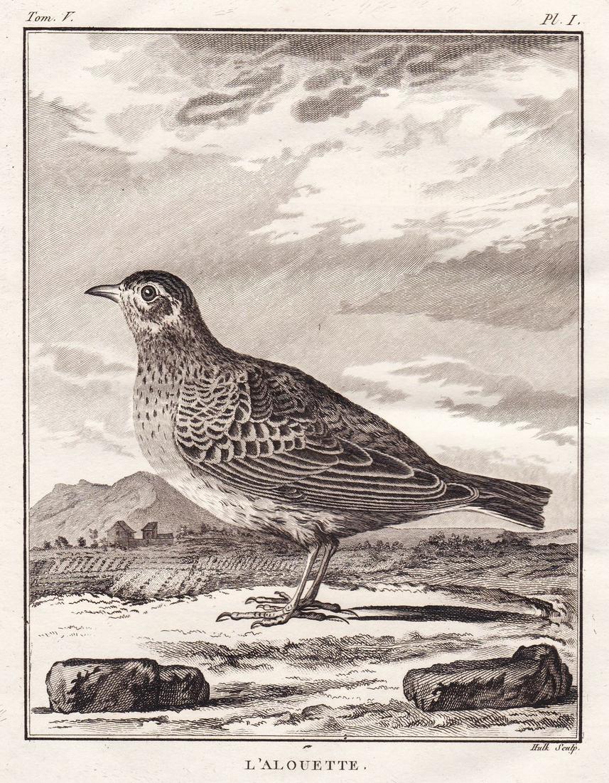 L'Alouette - Lerche Larks Lerchen / Vögel Vogel bird birds / Tiere ...