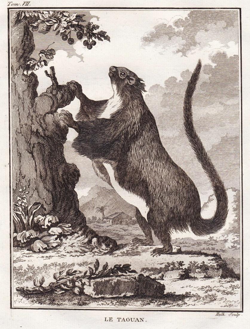 Le Taguan - flying squirrel Gleithörnchen / Sri Lanka Borneo Java ...