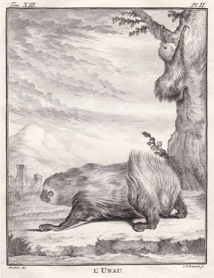 L'unau - Linnaeus's two-toed sloth Zweifingerfaultier Faultier sloths ...