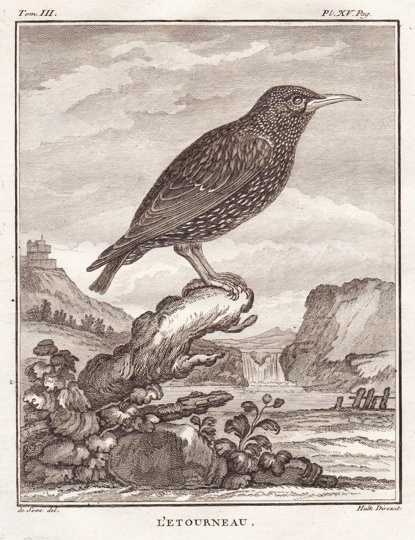 L'Etourneau - Star Stare starling Sturnus vulgaris / Vogel Vögel birds ...