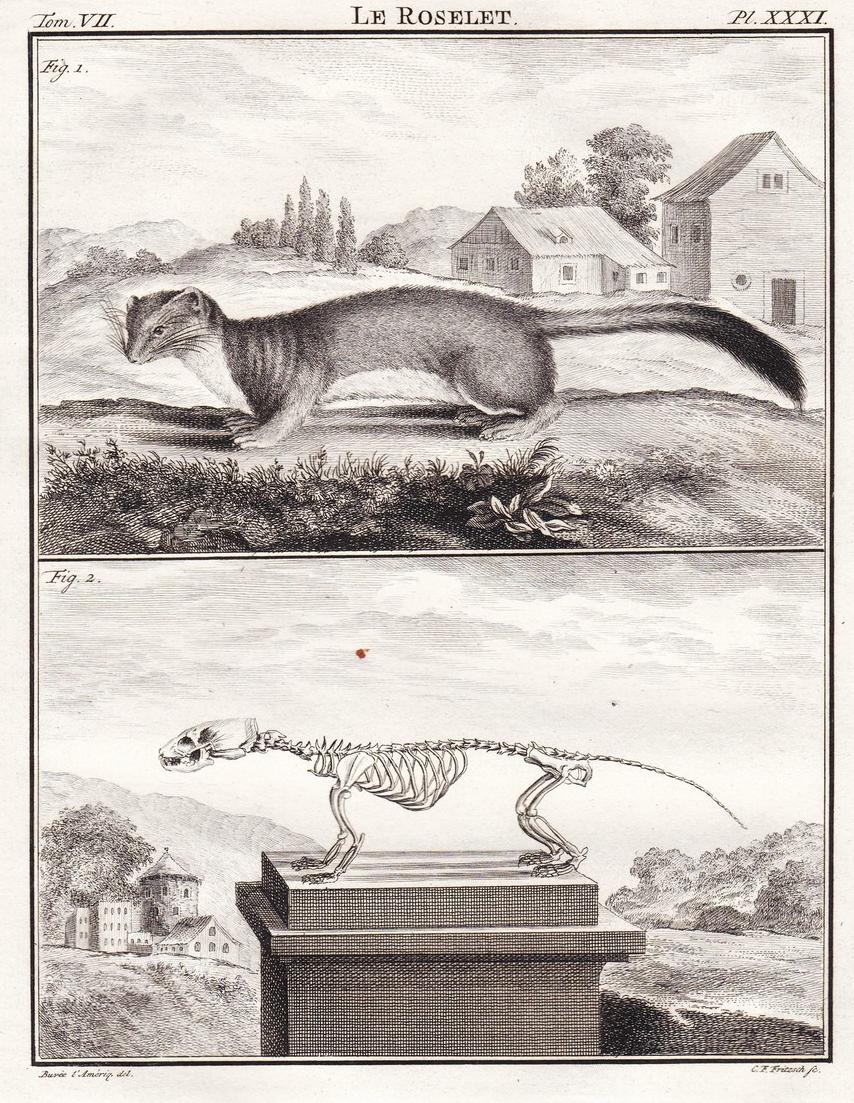 Le Roselet - Skelett skeleton / Hermelin stoat Hermine Mauswiesel ...