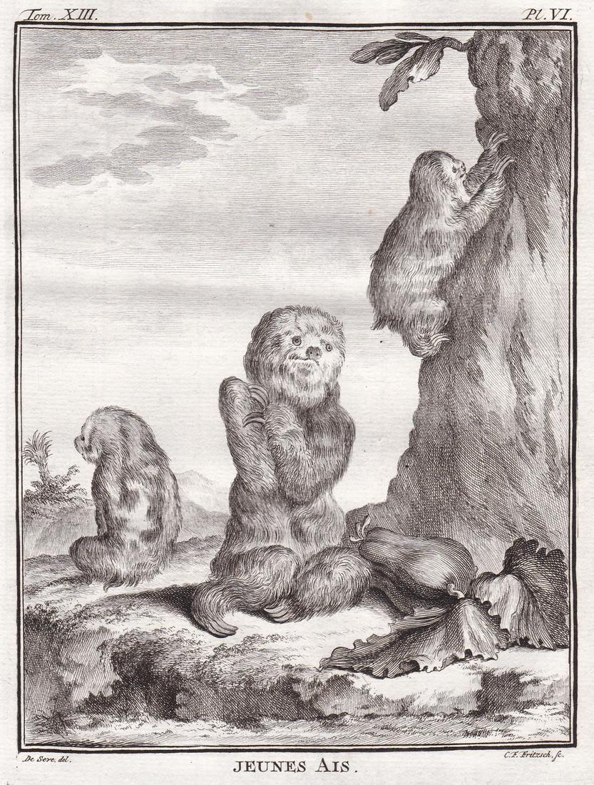 Jeunes Ais - Weißkehl-Faultier Ai Paresseux à trois doigts Pale ...