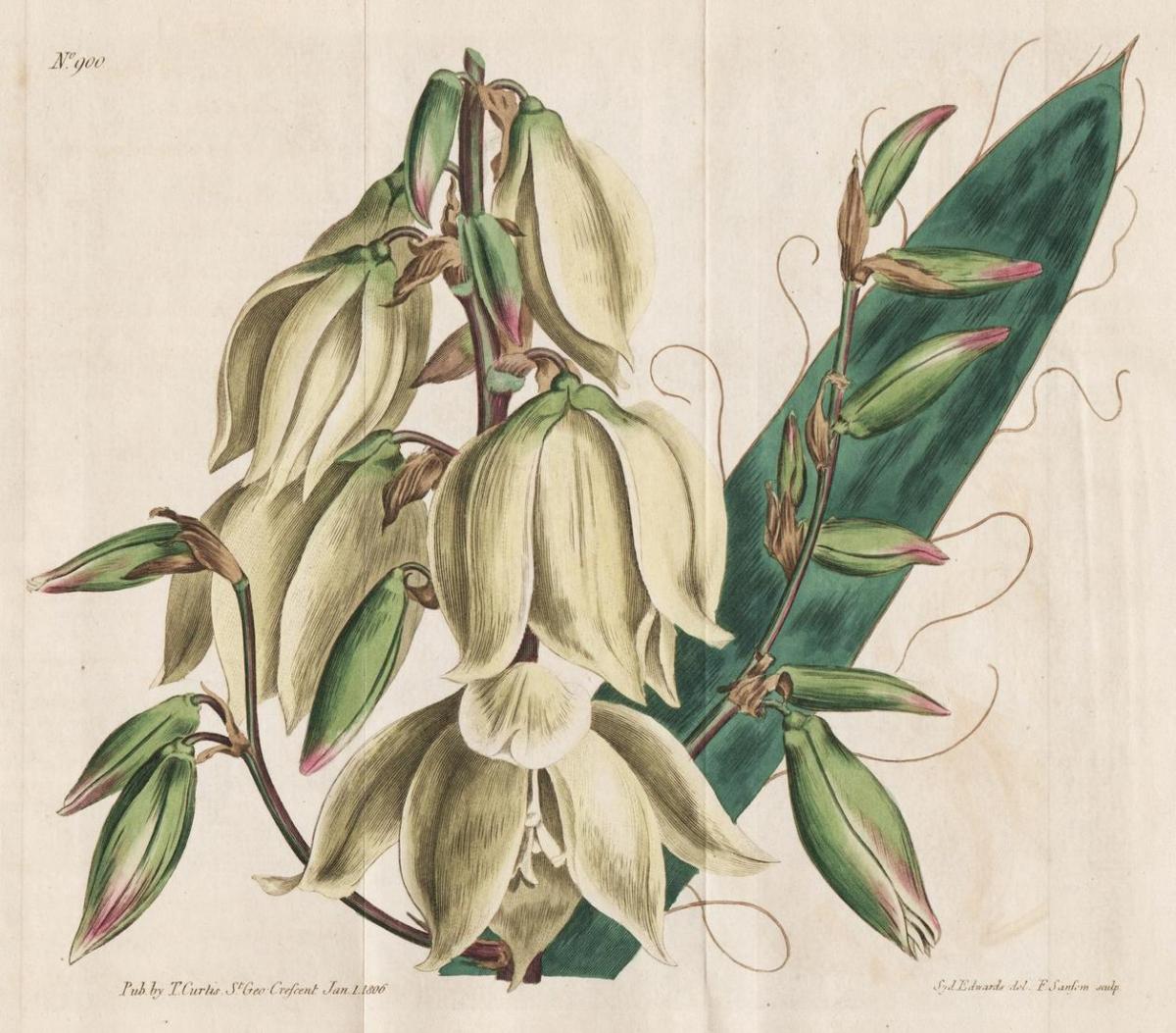 Yucca Filamentosa. Thready Adam's Needle. Tab. 900 - Adam s needle and ...