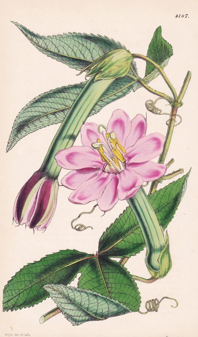 Tacsonia Mollissima. Downy-leaved Tacsonia. Tab. 4187 - South America ...