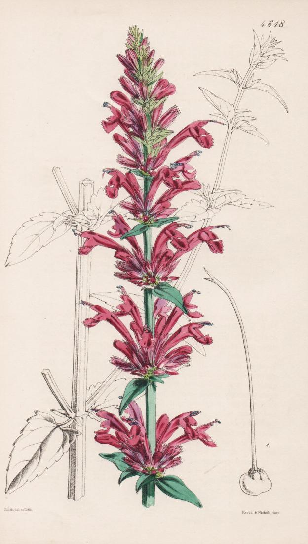 Cedronella Cana. Hoary-leaved Cedronella. Tab. 4618 - New Mexico / Pflanze Planzen plant plants ...