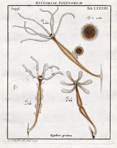 Historiae Polyporum Tab XCIII - Nesseltier Polyp Polypen polyps ...