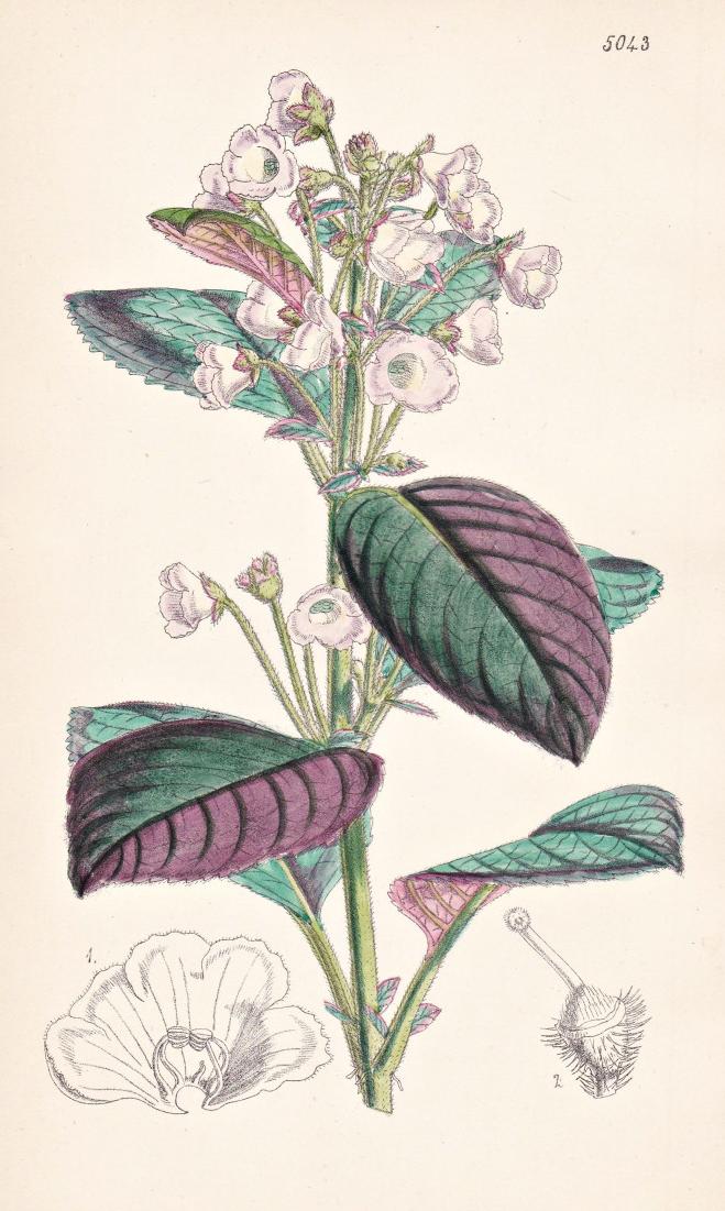 Niphaea Albo-Lineata; var. reticulata. White-line Niphaea; reticulated ...