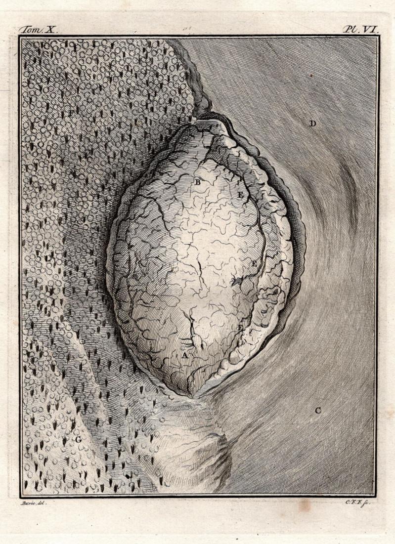 Pl. VI. - Nabelschweine javelina skunk pig Schwein Peccary Pekaris ...