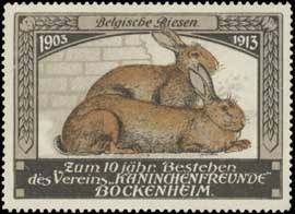 Belgische Riesen Kaninchen | Sammeln & Seltenes günstig