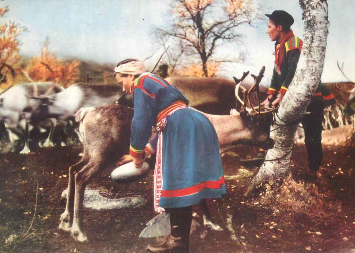 Swedish types milking the reindeer | Ansichtskarten günstig