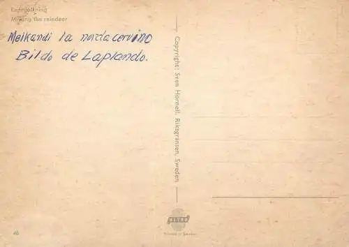 Swedish types milking the reindeer | Ansichtskarten günstig