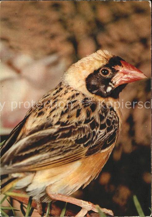 Voegel Oiseux Exotiques Kat. Tiere Nr. ka02328 - oldthing ...