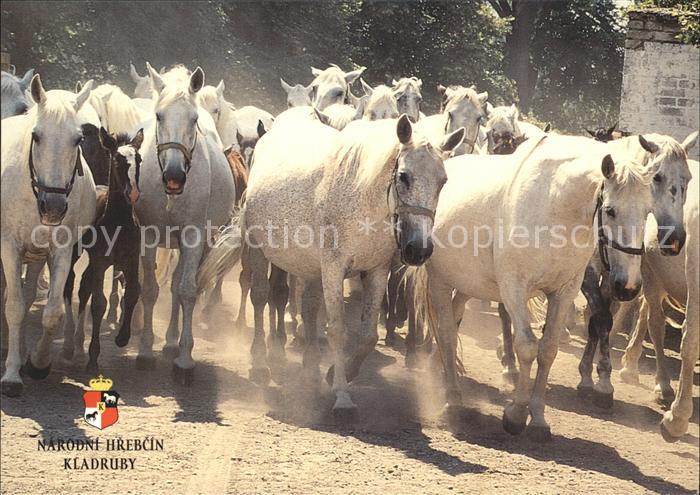 Pferde Starokladrubsky kun Narodni hrebcin Kladruby nad Labem Kat ...