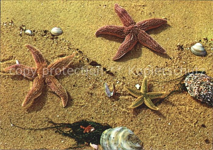 Meerestiere Seesterne Muscheln Sylt.. | Ansichtskarten günstig
